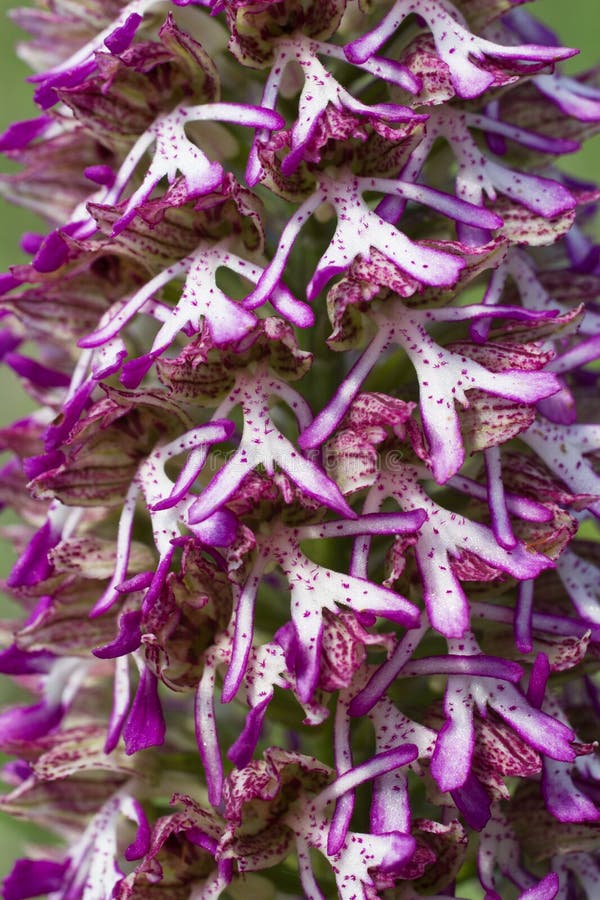 Orchis purpurea x simia stock photo. Image of closeup - 22228466