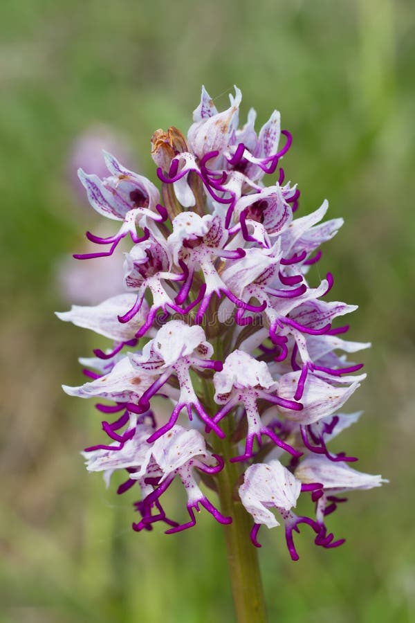 Orchis simia stock photo. Image of branch, natural, plant - 22228472