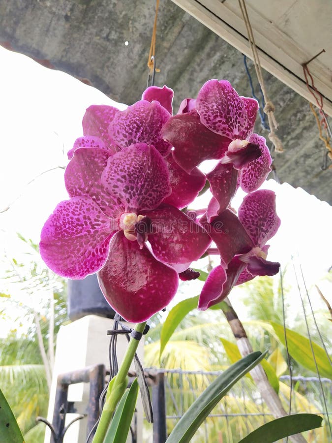 Orchyd Flower Stock Photos - Free & Royalty-Free Stock Photos from ...