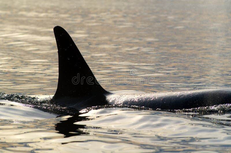 Orcinus Orca stock photo. Image of back, snow, predator - 27633824