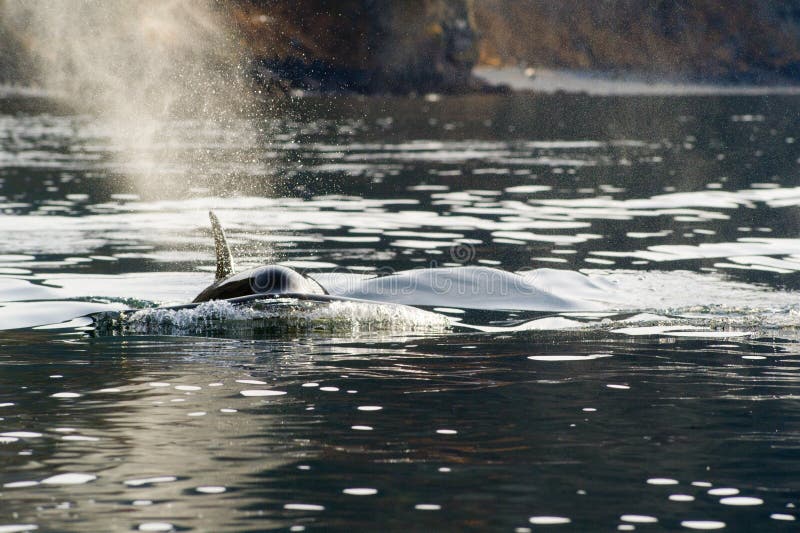 Orcinus Orca stock photo. Image of head, research, reflection - 27633708