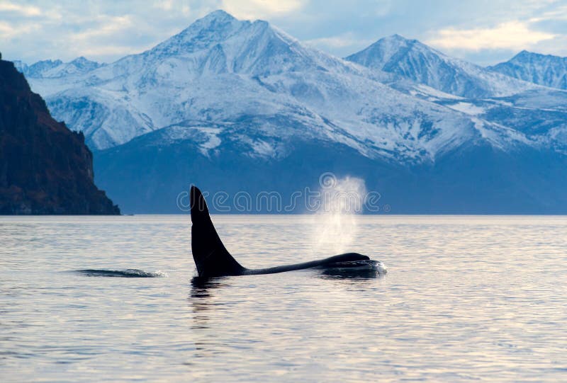 Orca jumping in the wild stock image. Image of killer - 22351751