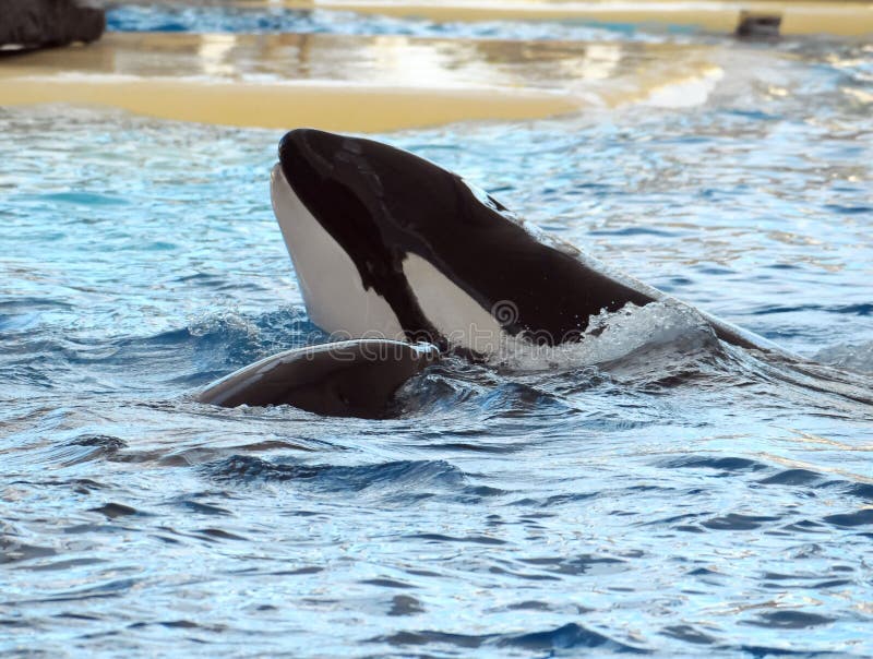 Orcinus orca stock photo. Image of cetacean, splash - 247083526