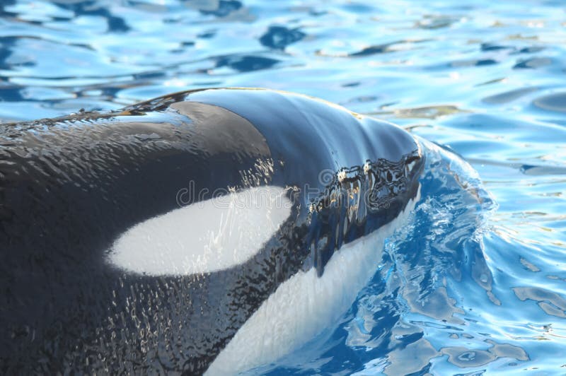 Orcinus orka obraz stock. Obraz złożonej z oceany, waleń - 105511629