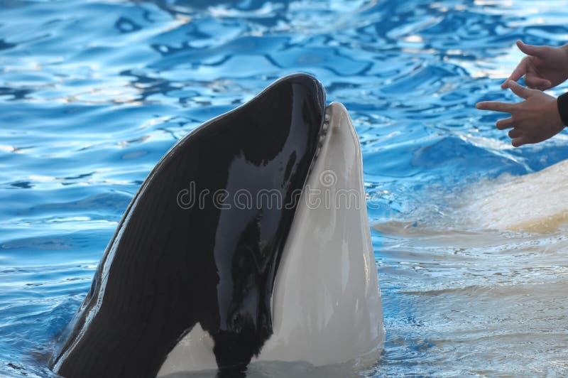 Orcinus orka zdjęcie stock. Obraz złożonej z oceany, ssak - 36708044