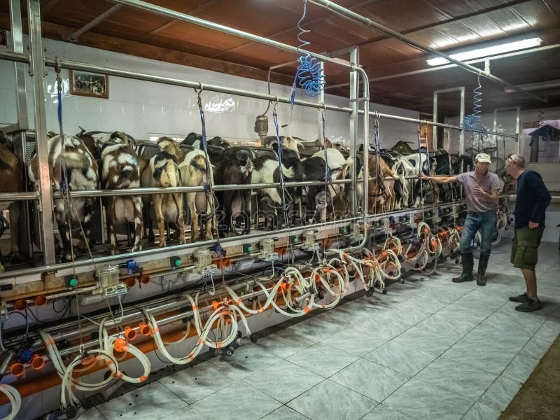 Supervisión Del Ordeño Automático Imagen editorial - Imagen de heno ...