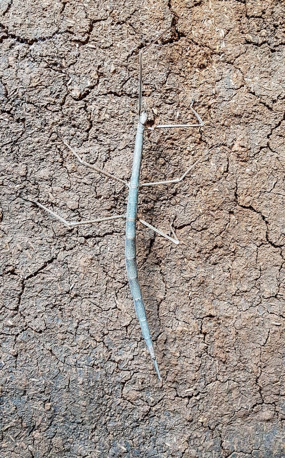 Order Phasmatodea Stick Insect Stock Image - Image of picking ...