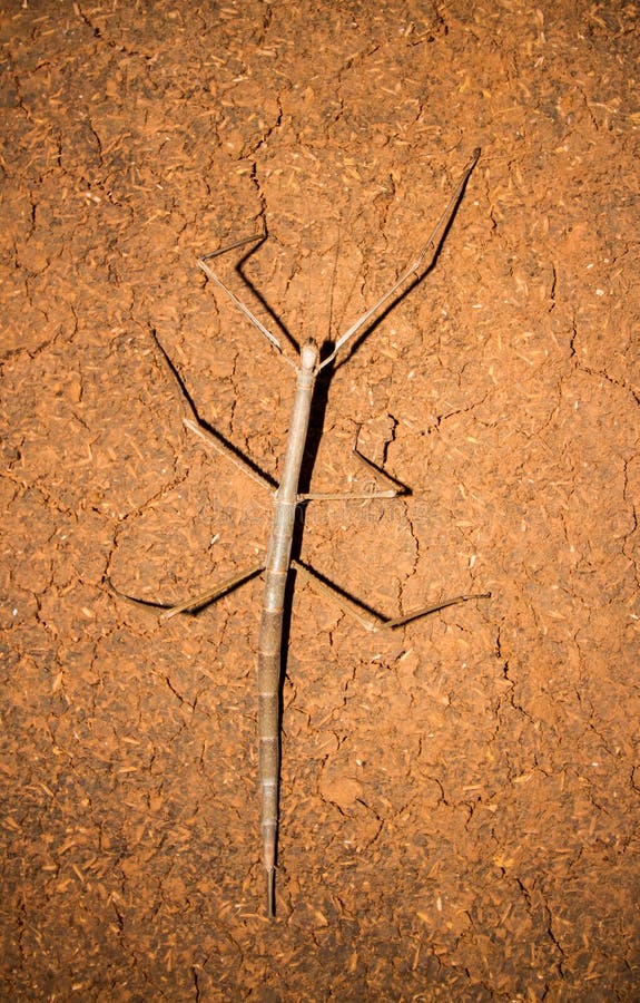 Order Phasmatodea Stick Insect Stock Image - Image of south, stick ...