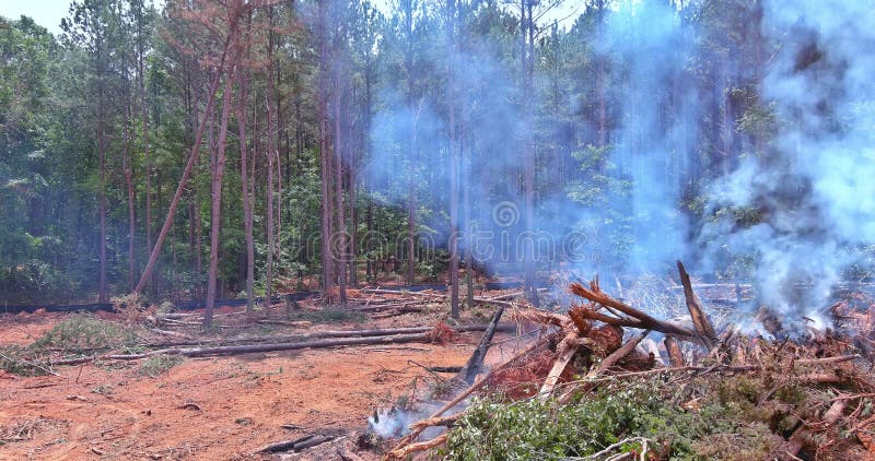 In Order To Develop Land for Construction, the Forest Must Be Uprooted ...