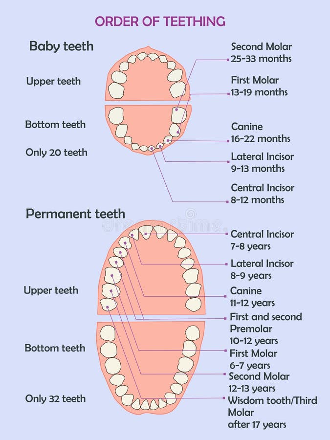 Deciduous dentition stock vector. Illustration of crown - 24176756