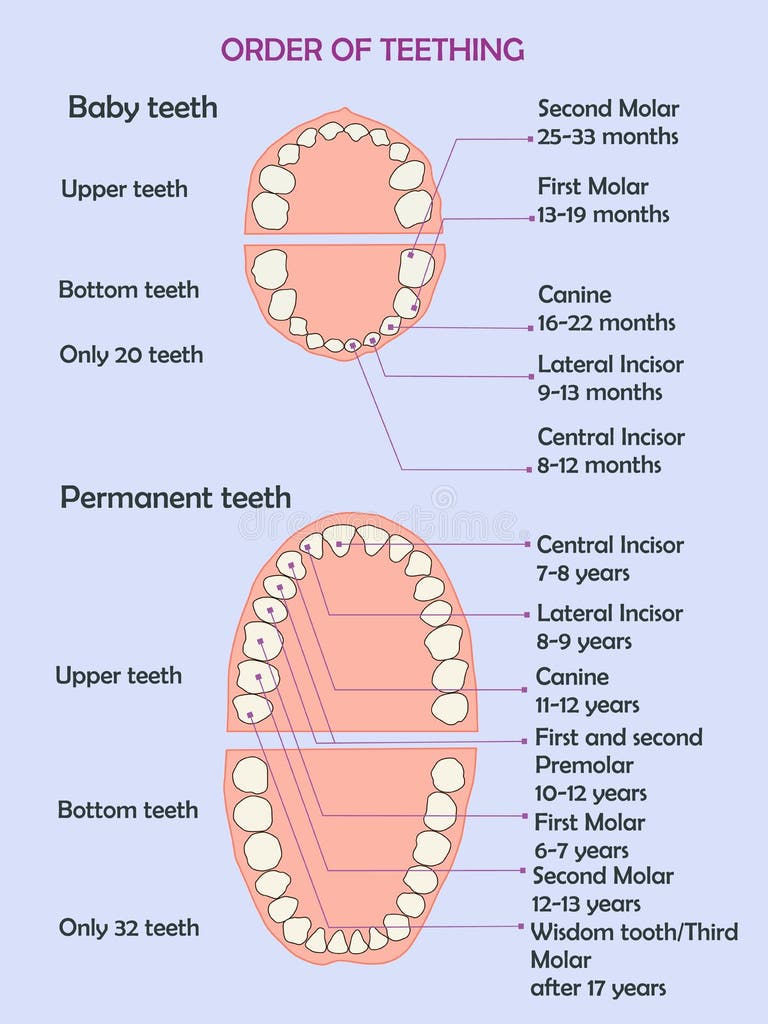 Teething Stock Illustrations – 1,649 Teething Stock Illustrations ...