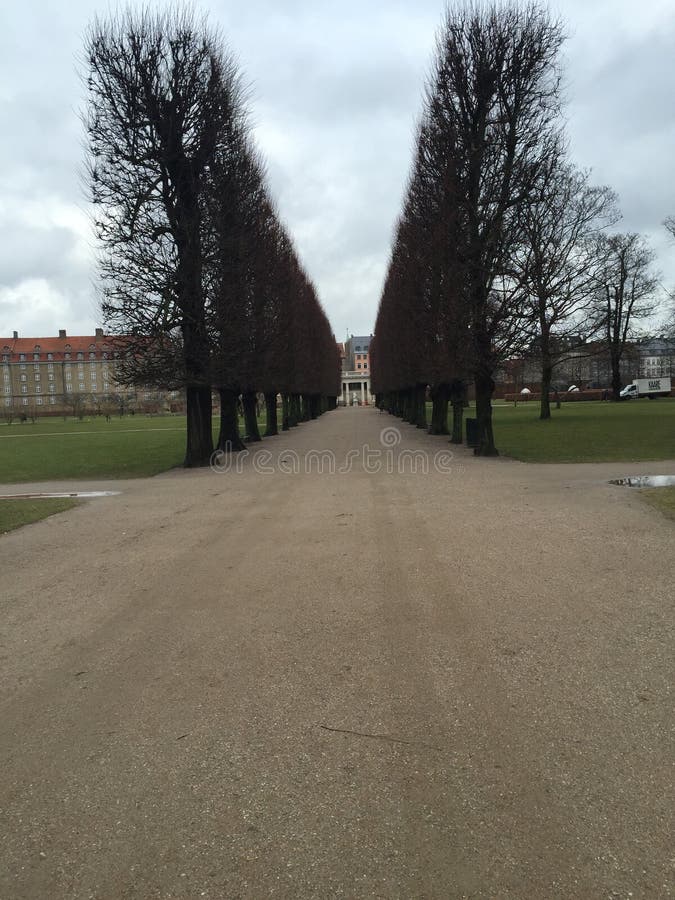 Orderly trees stock photo. Image of cloudy, outdoors - 74118368