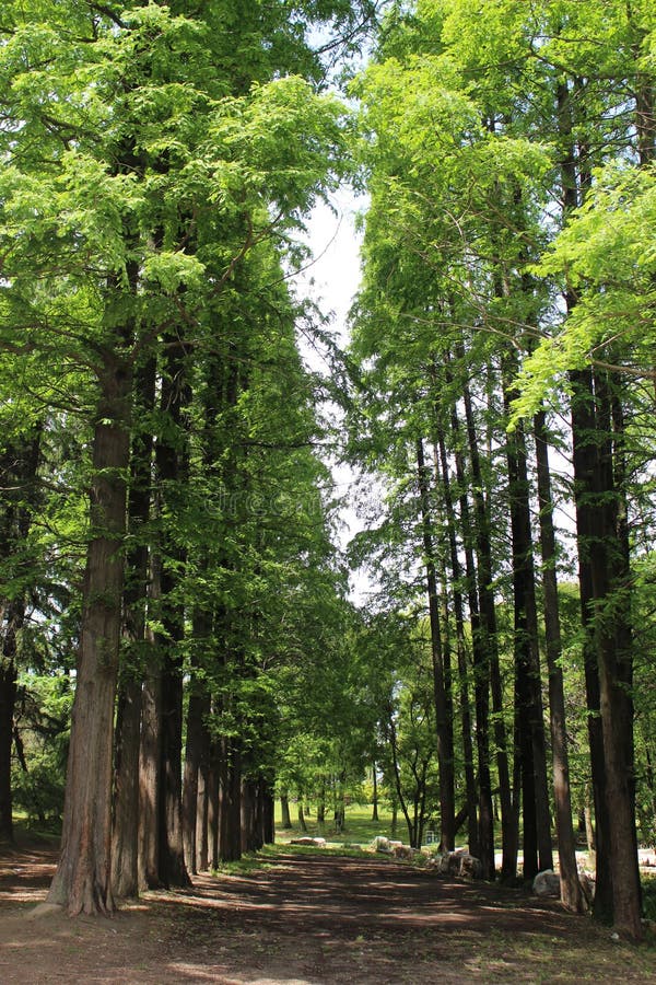 Orderly trees stock photo. Image of sightview, beautiful - 44901658