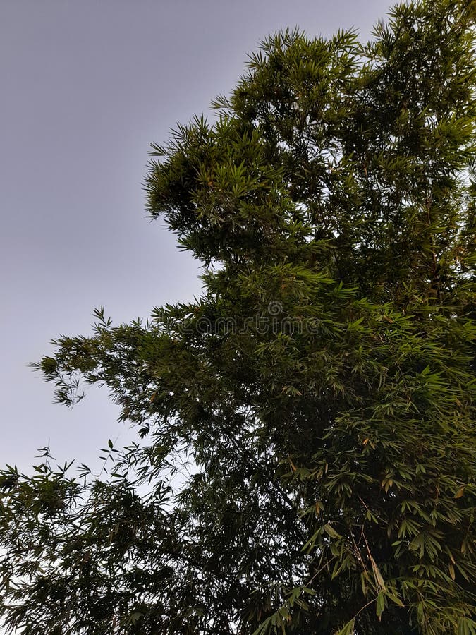 An Ordinary Bamboo Tree in an Extraordinary Village Stock Image - Image ...