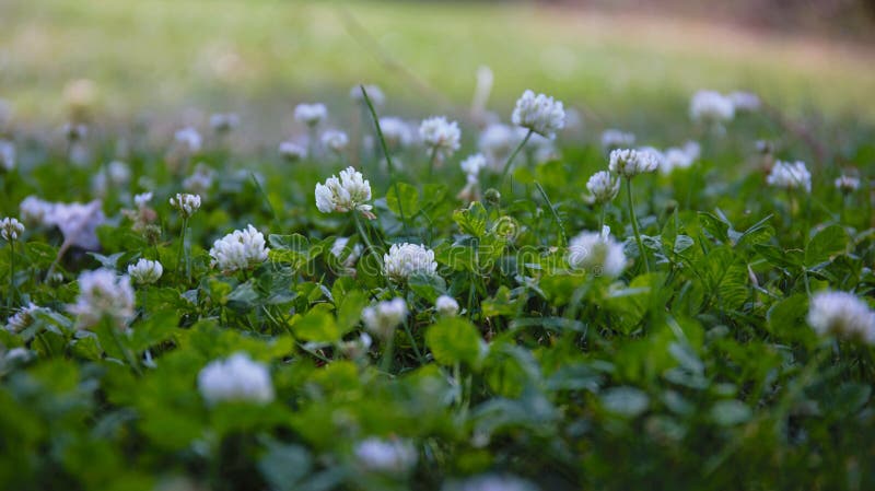 Ordinary and Beautiful Flowers and Grasses Stock Photo - Image of ...