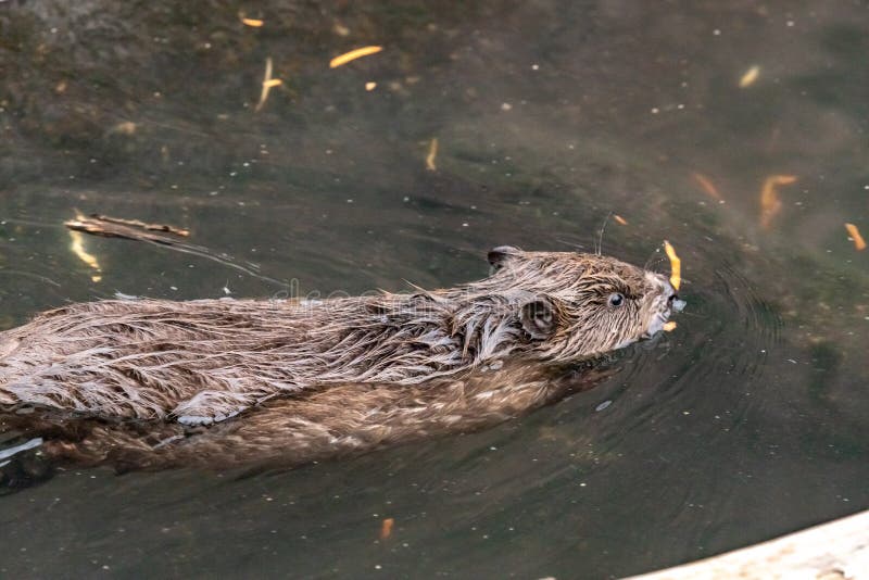 The Ordinary Beaver Floating in the Water Stock Photo - Image of castor ...