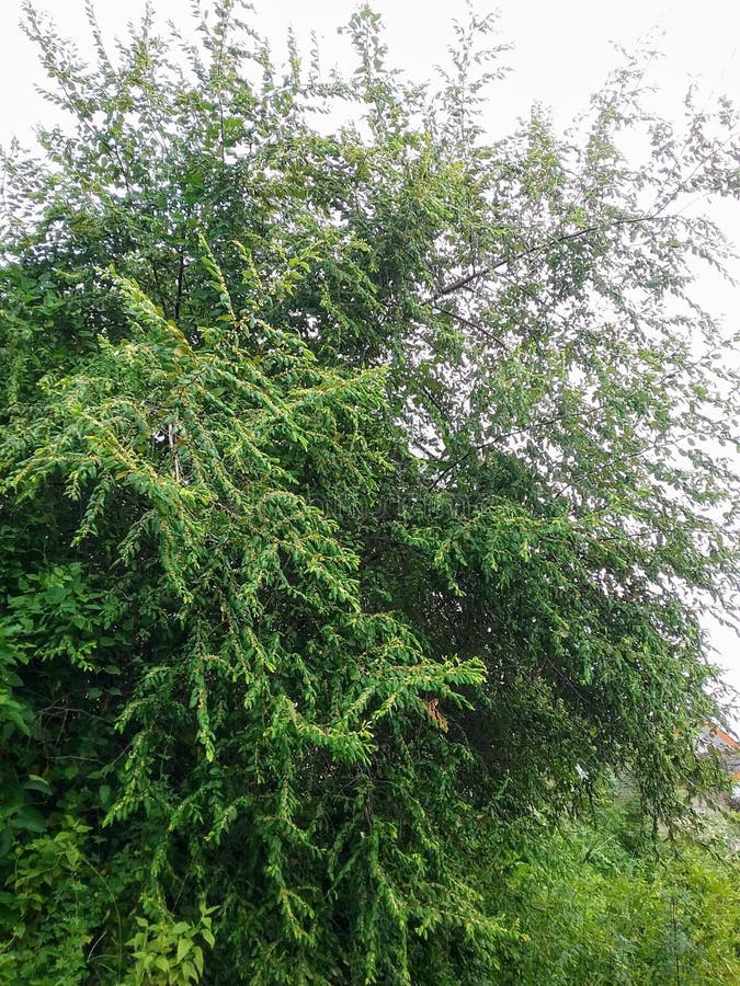 The Ordinary Bidara Tree Has Leaves on the Branches that are Denser and ...