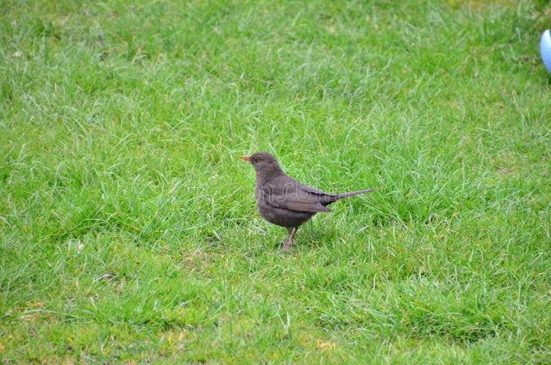 Ordinary Blackbird stock image. Image of bird, customary - 53055777