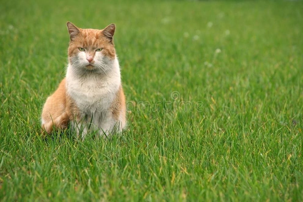 Ordinary cat stock image. Image of gaze, face, kitty, lovely - 4410617