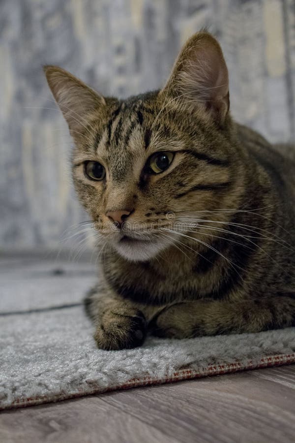 Ordinary Cat stock image. Image of cute, animals, southeast - 86592887