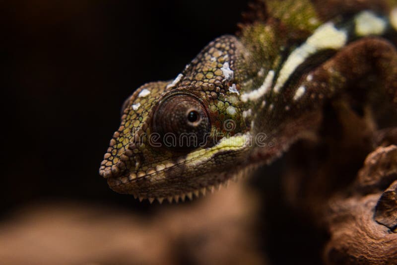 An Ordinary Chameleon. Portrait. Head Stock Image - Image of portrait ...