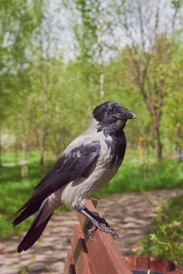 An Ordinary Crow Eats Something on a Bench in a Public Park. Stock ...