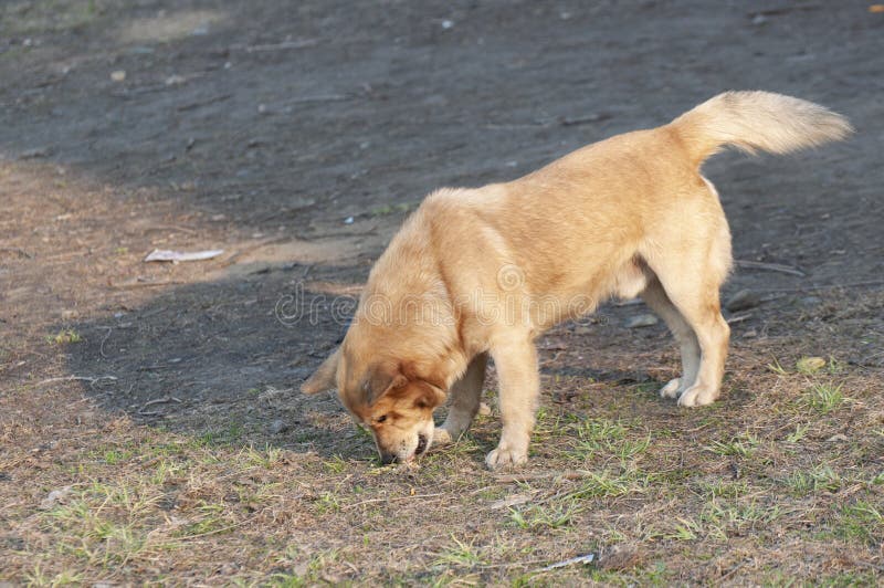 Ordinary dog stock photo. Image of yellow, yard, smile - 196020876