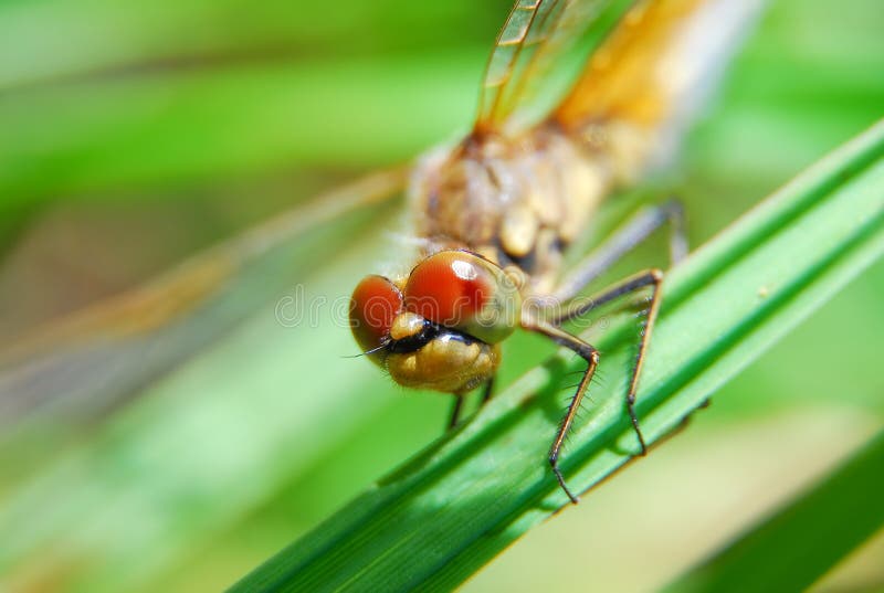 Ordinary Dragonfly (Sympetrum Vulgatum) Stock Image - Image of eyes ...