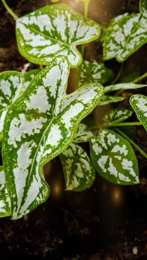 Ordinary flower stock photo. Image of garden, plant - 222875674