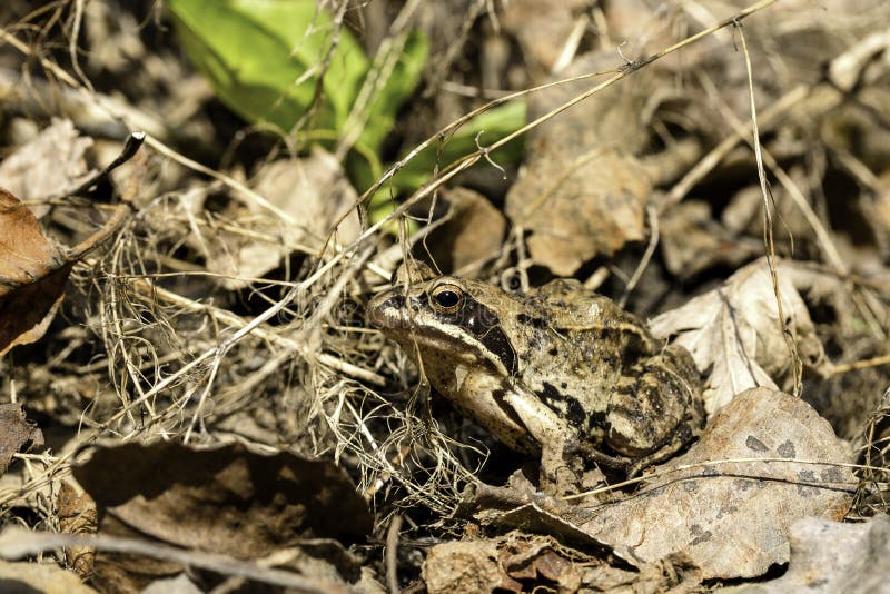 Ordinary frog sits stock photo. Image of bright, animal - 70539694
