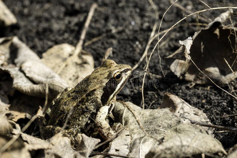 Ordinary Frog Sits Grass Stock Photos - Free & Royalty-Free Stock ...