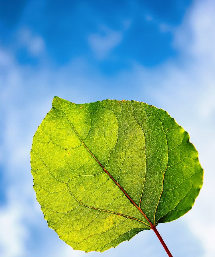 Ordinary Green Leaf from a Tree on a Background of a Blue Sky Stock ...