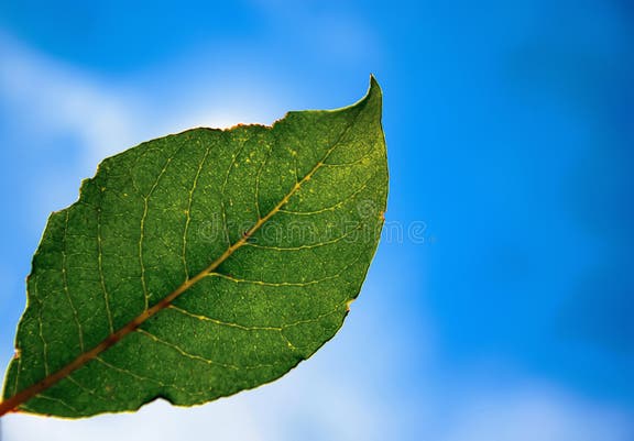 Ordinary Green Leaf from a Tree on a Background of a Blue Sky Stock ...