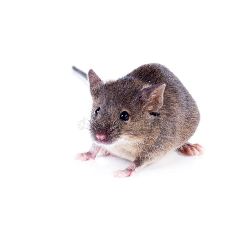 House Mouse Up Close stock image. Image of pest, rodent - 36094299