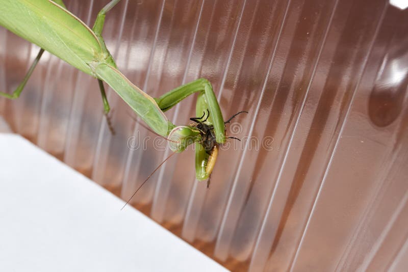 Ordinary Mantis Lat. Mantis Religiosa Eats a Fly Stock Photo - Image of ...