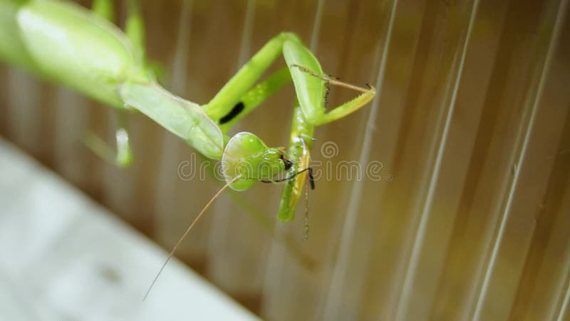 Ordinary Mantis Lat. Mantis Religiosa Eats Flies Stock Footage - Video ...