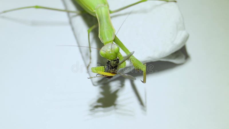 Ordinary Mantis Lat. Mantis Religiosa Eats Flies Stock Footage - Video ...