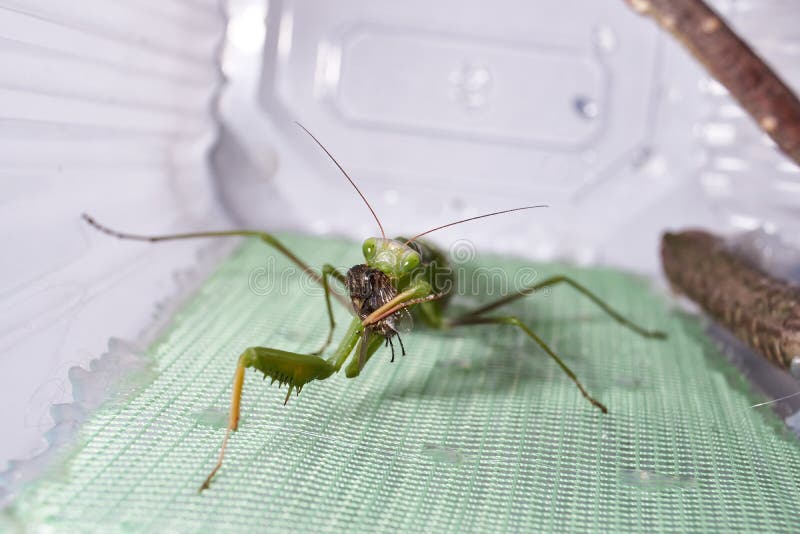 Ordinary Mantis Lat. Mantis Religiosa Eats a Fly Stock Photo - Image of ...
