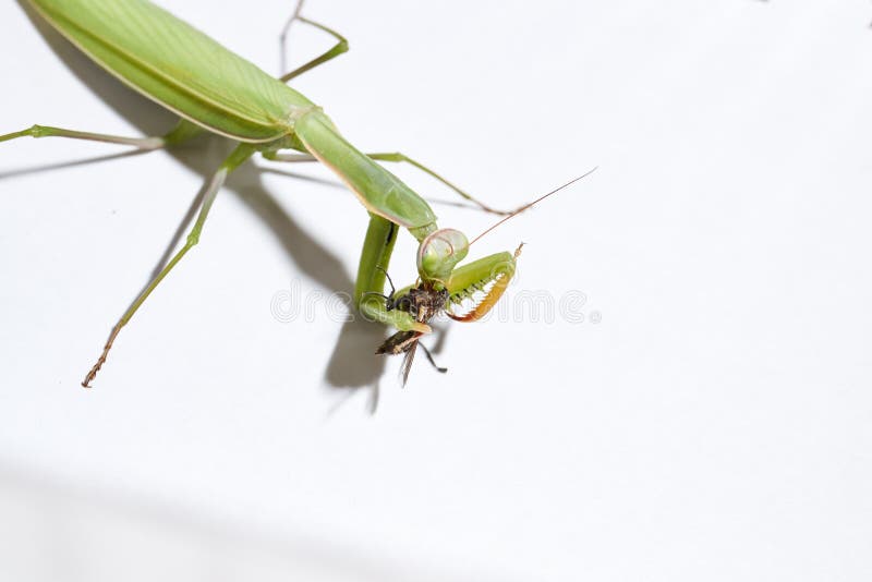 Ordinary Mantis Lat. Mantis Religiosa Eats a Fly Stock Photo - Image of ...