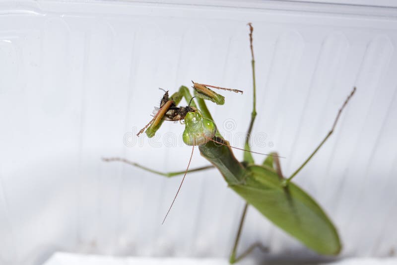 Ordinary Mantis Lat. Mantis Religiosa Eats a Fly Stock Photo - Image of ...