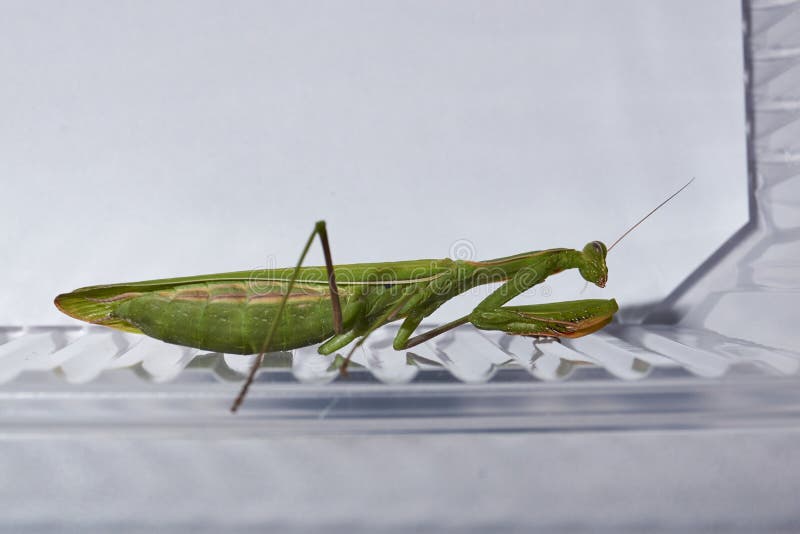 Ordinary Mantis Lat. Mantis Religiosa is Waiting for Prey To Appear ...