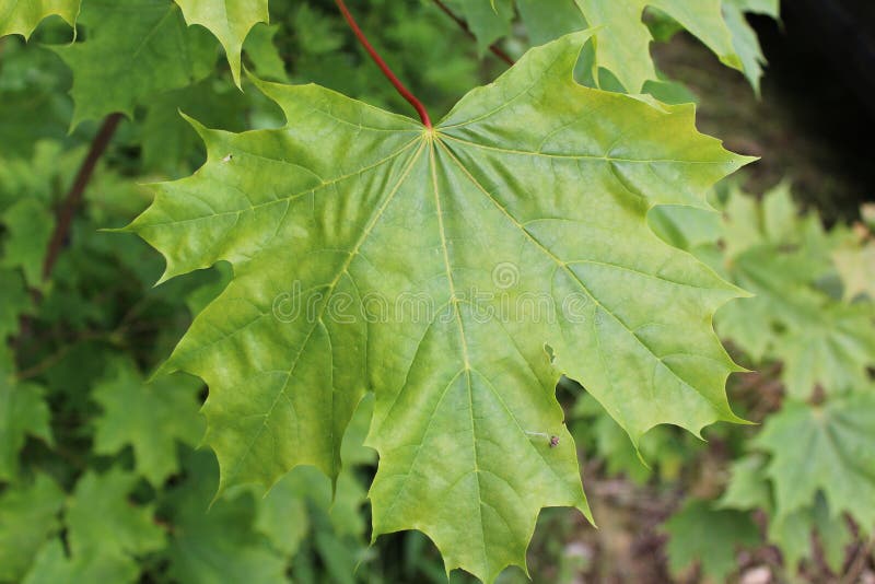 An Ordinary Maple Leaf in the Beginning of Summer. Stock Image - Image ...