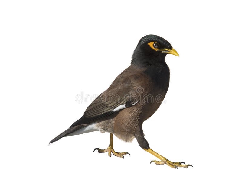 Ordinary Mynah on White Background Stock Photo - Image of wildlife ...