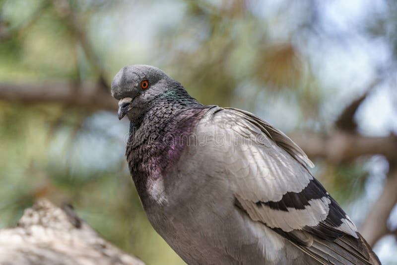 An Ordinary Pigeon Hiding in the Shade of a Tree on a Hot Day Stock ...
