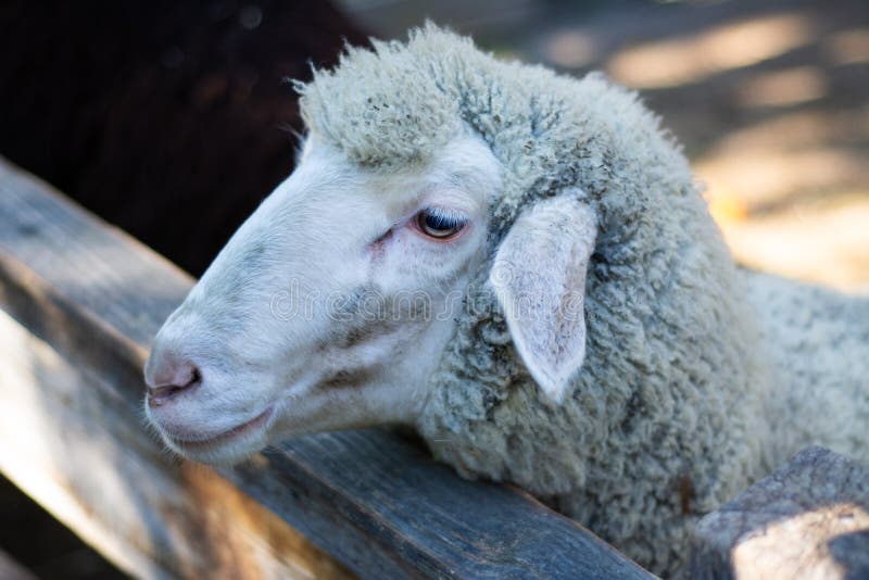 An Ordinary Sheep Looks Out from Behind a Fence on a Farm. Stock Photo ...
