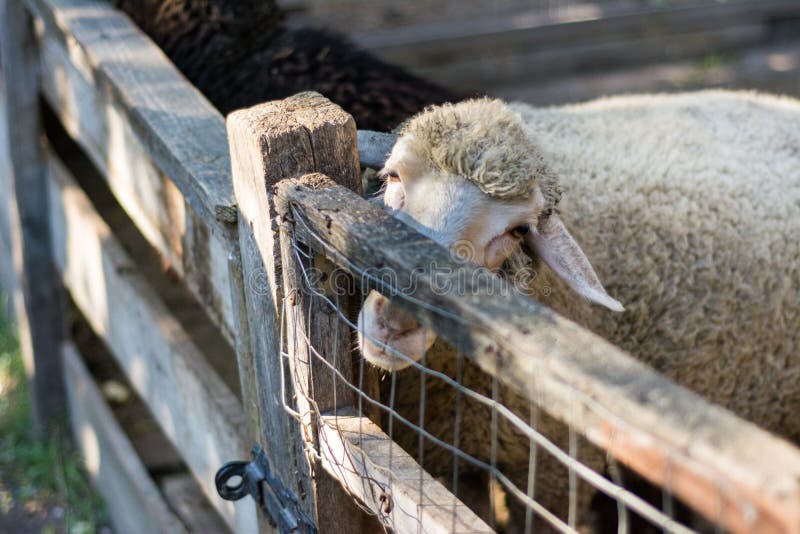 An Ordinary Sheep Looks Out from Behind a Fence on a Farm. Stock Photo ...