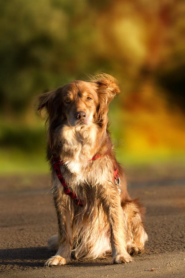 Ore dog 2 stock image. Image of outside, eyesight, meadow - 110080103