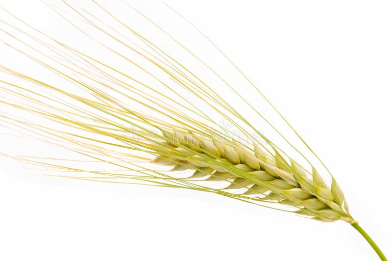 Orecchie di orzo immagine stock. Immagine di orzo, semi - 15406065