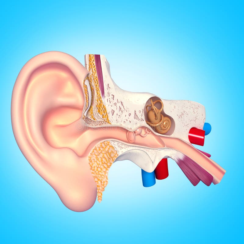 Orecchio illustrazione di stock. Illustrazione di interno - 36221034