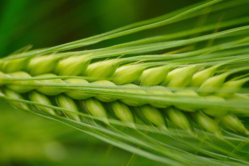 Spiga di Orzo Verde immagine stock. Immagine di superficiale - 32083069